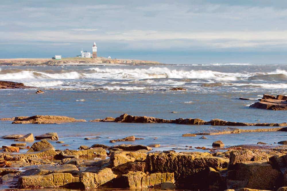 Visit Coquet Island Seabird Sanctuary | Inn Collection Group