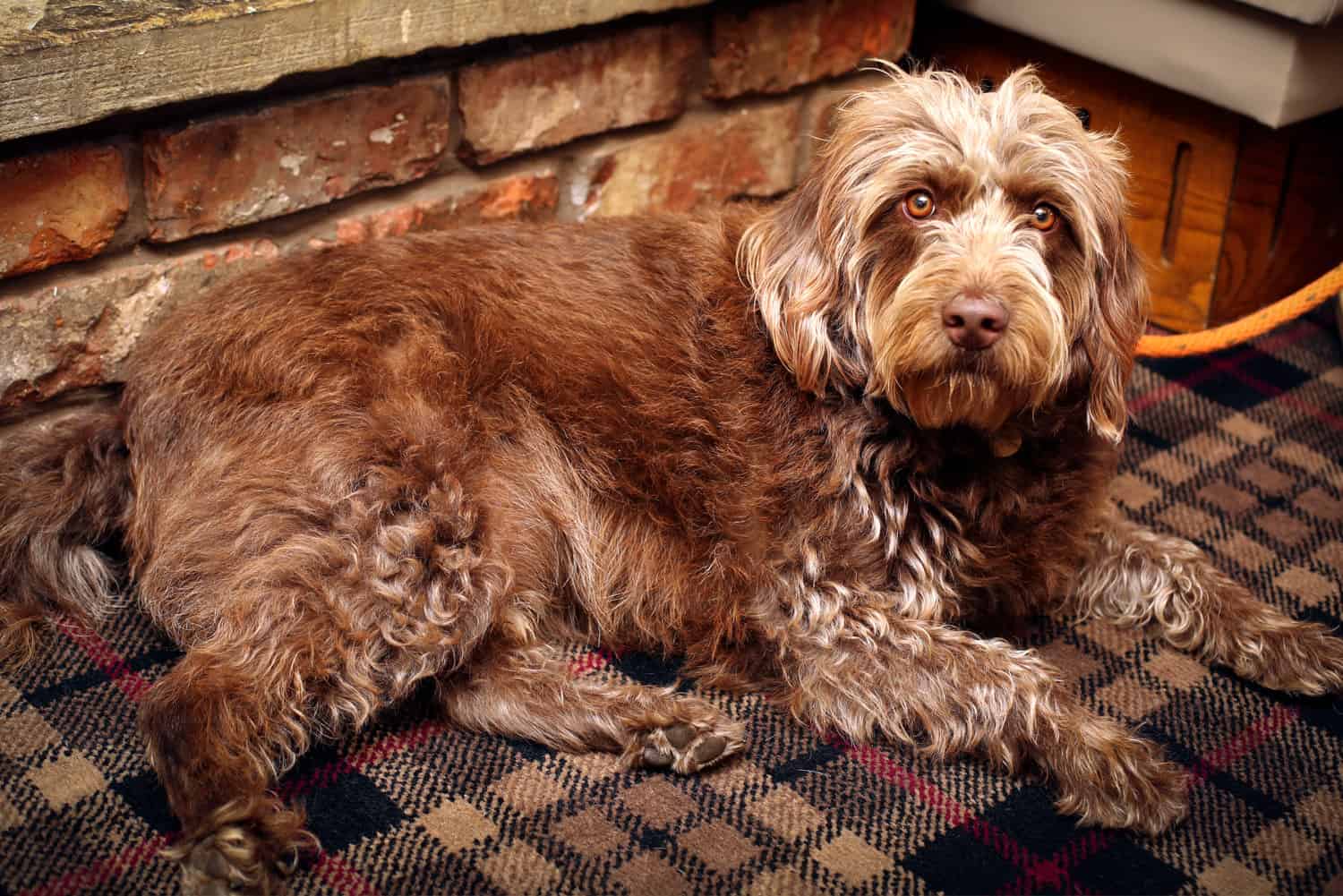 Kingslodge Inn Supports SoSAD Dogs | The Inn Collection Group